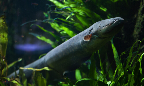 5 opmerkelijke anekdotes over elektriciteit